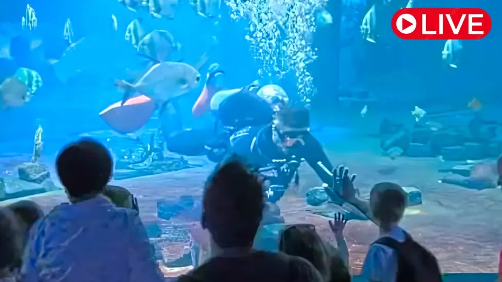 Webcam online Aquarium, Budapester Zoo
