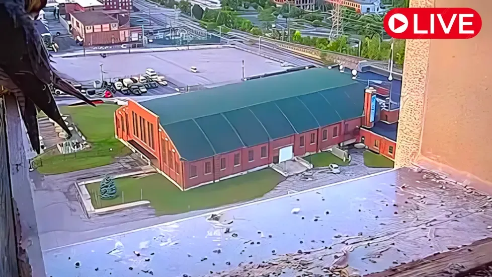 Live Webcam Falcon Feed, Manchester, US