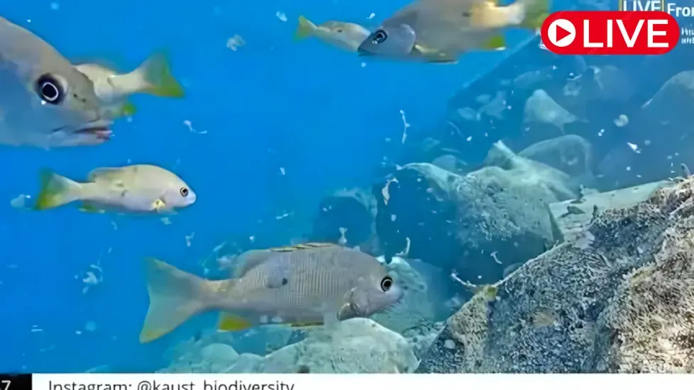 Live Webcam FISHKAM Live, Saudi Arabia