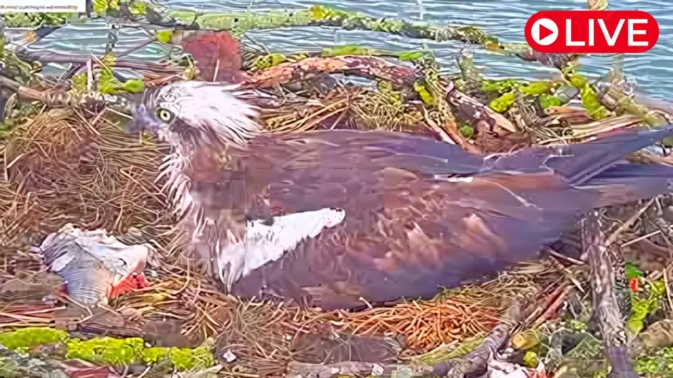 Live Webcam LRWT Rutland Osprey Nest, Rutland