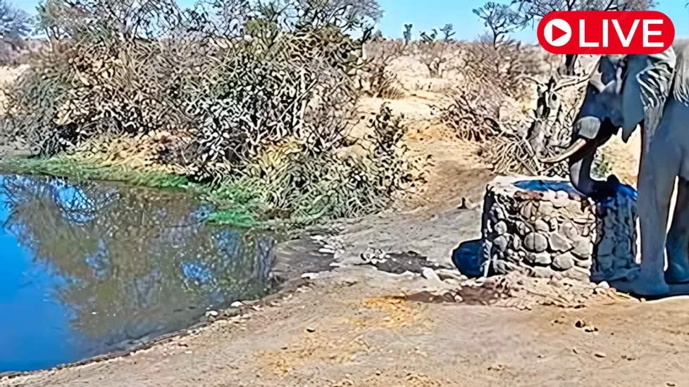 Live Webcam Naledi Dam Wildlife, Limpopo