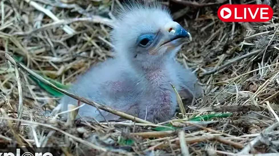 Webcam online Nest der Weißkopfseeadler, Two Harbors, Kalifornien