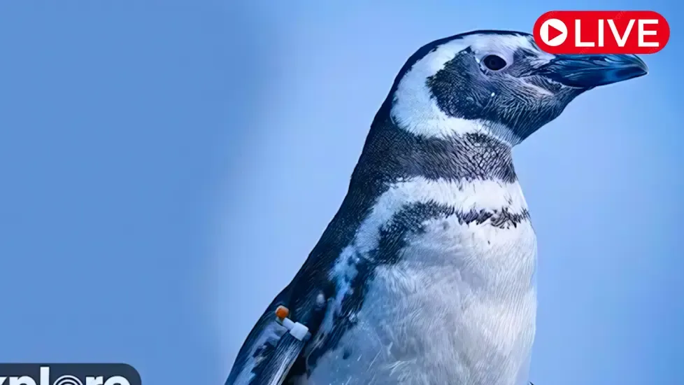 Live Webcam Penguin Habitat, Aquarium of Pacific