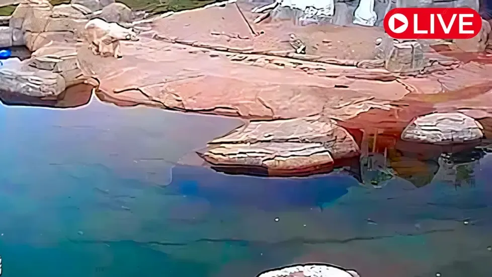 Live Webcam Polar Bear Kansas City Zoo