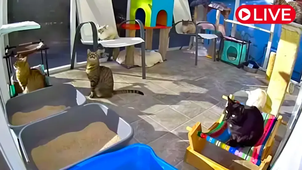 Live Webcam SNAP Cats FeLV+ Catio
