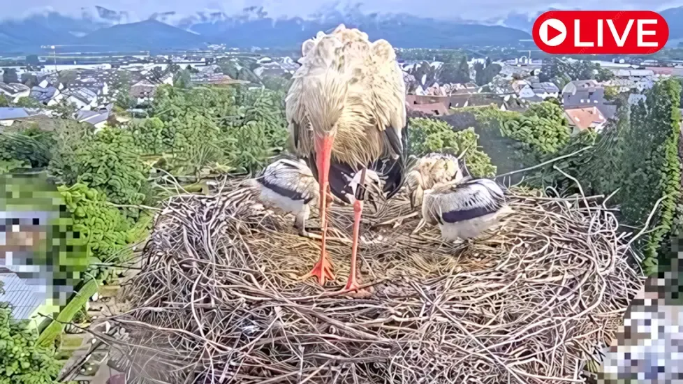 Live Webcam Stork's Nest Kirchzarten, Germany