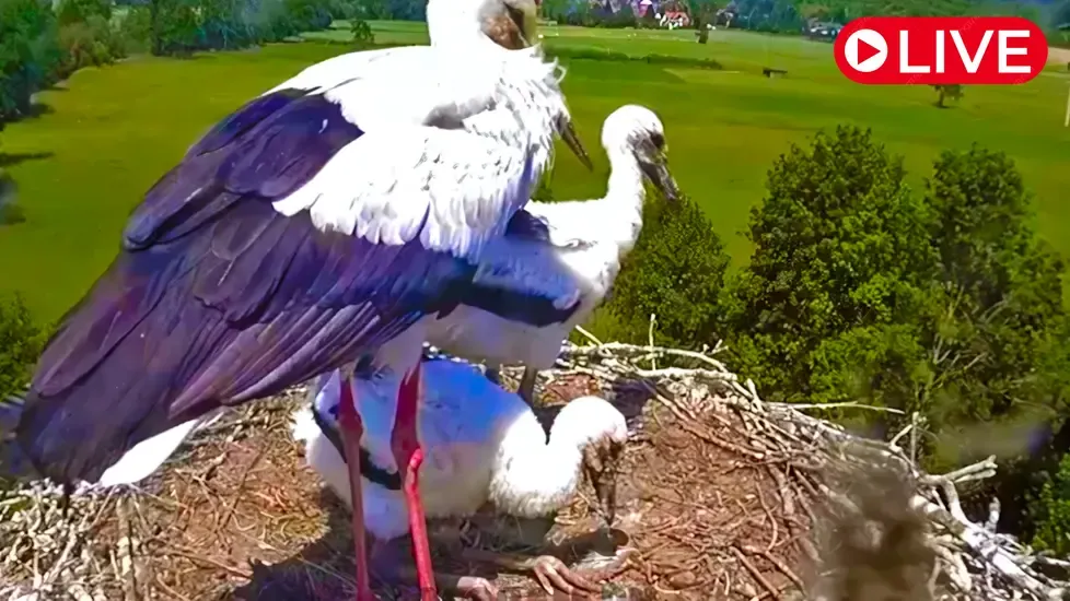 Live Webcam Storks nest, Lindheim, Germany