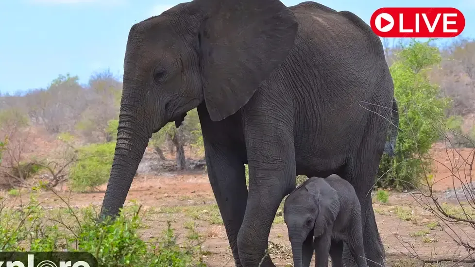 Live Webcam Tembe Elephant Park