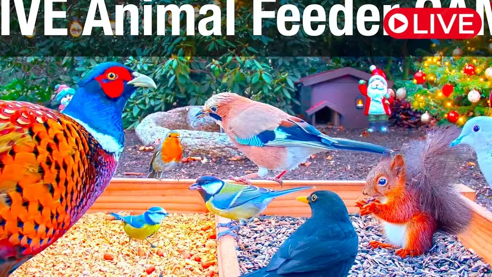 Live Webcam Wild animal and bird feeder, Recke